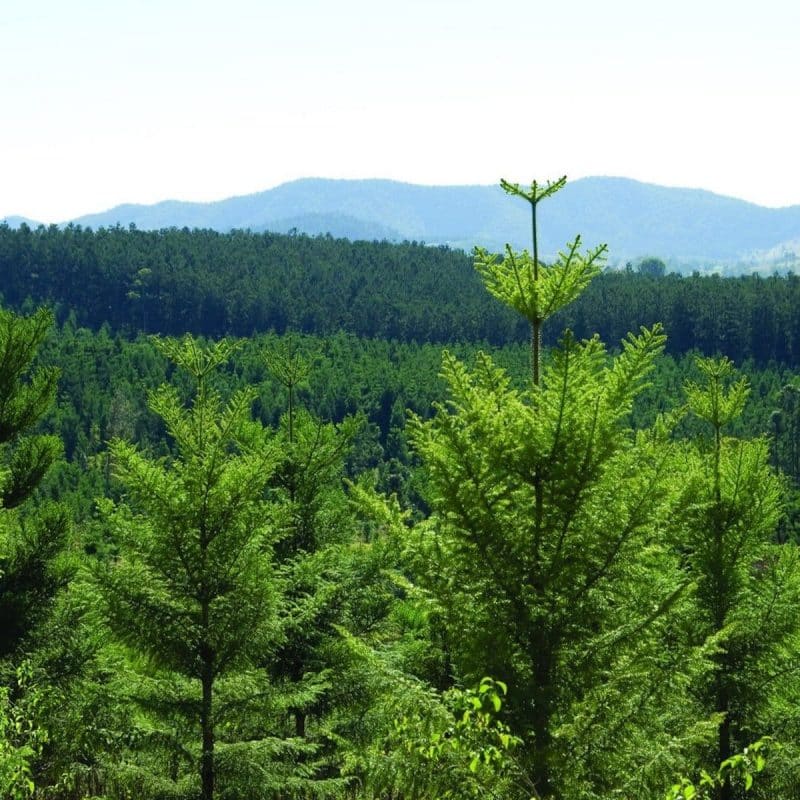 Hoop Pine | Sequoia Valley Farms