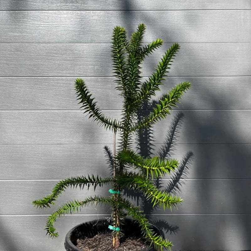 Monkey Puzzle Pine | Sequoia Valley Farms