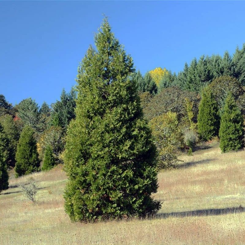 North American Conifers | Sequoia Valley Farms
