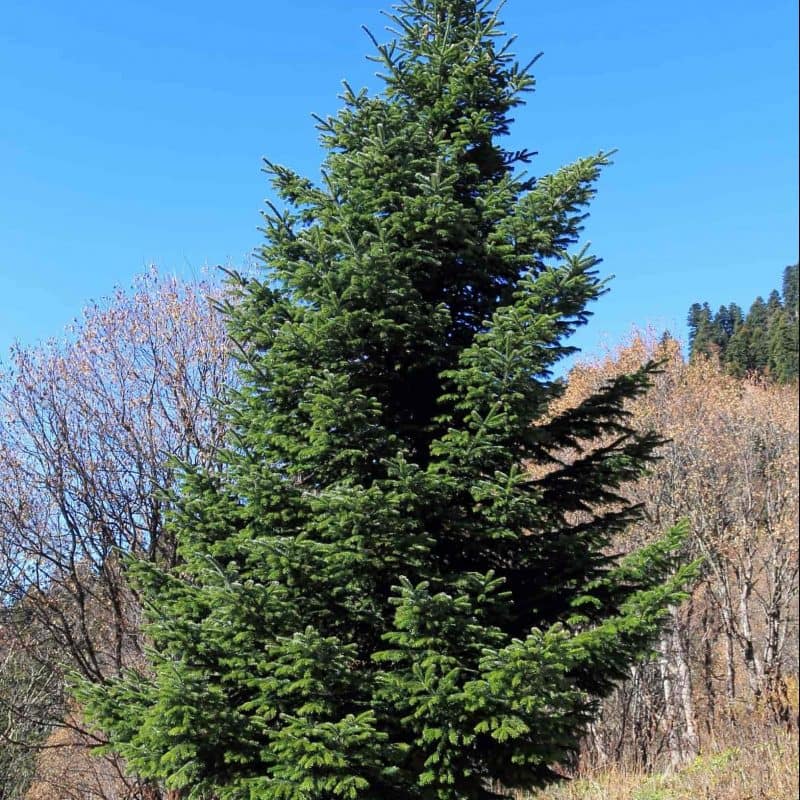 European Conifers | Sequoia Valley Farms