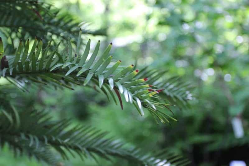 Australian Conifers | Sequoia Valley Farms