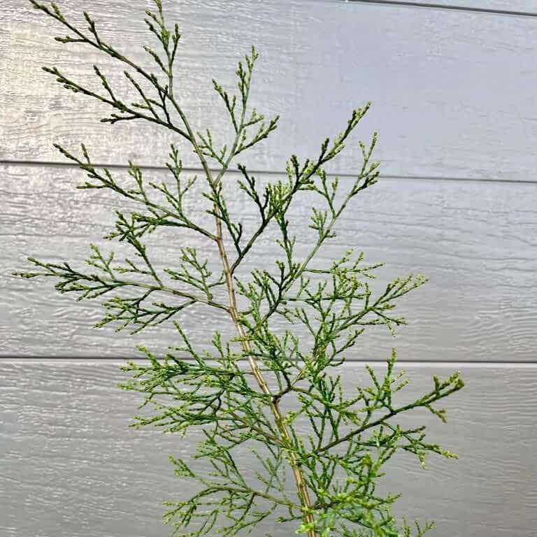 Australian Conifers | Sequoia Valley Farms