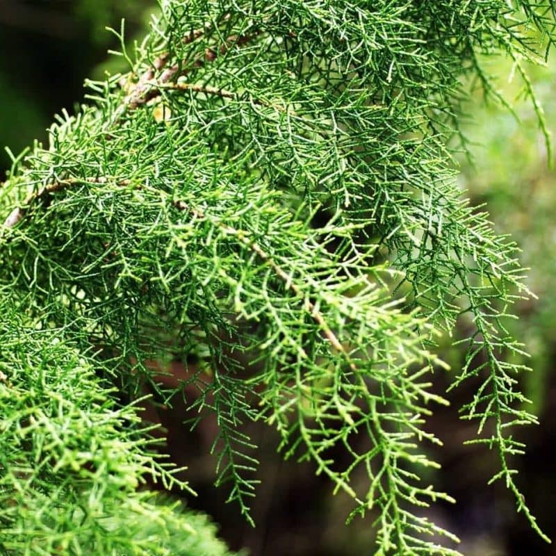 Australian Conifers | Sequoia Valley Farms