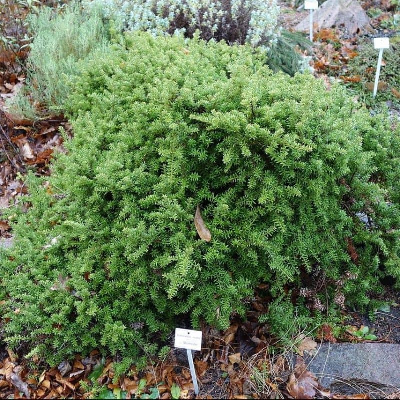 New Zealand Conifers | Sequoia Valley Farms