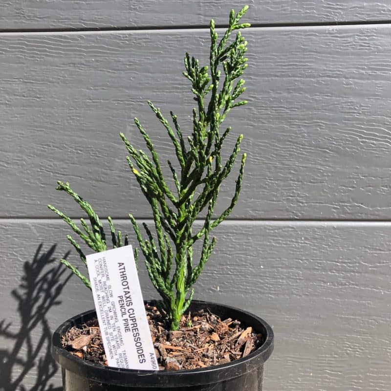 Australian Teak | Sequoia Valley Farms