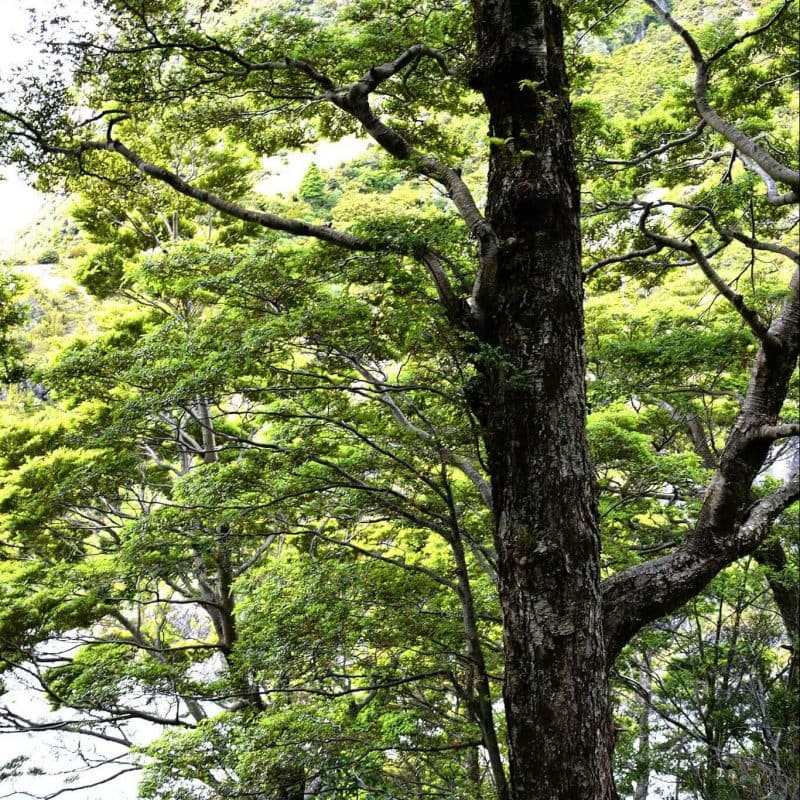 Myrtle Beech | Sequoia Valley Farms