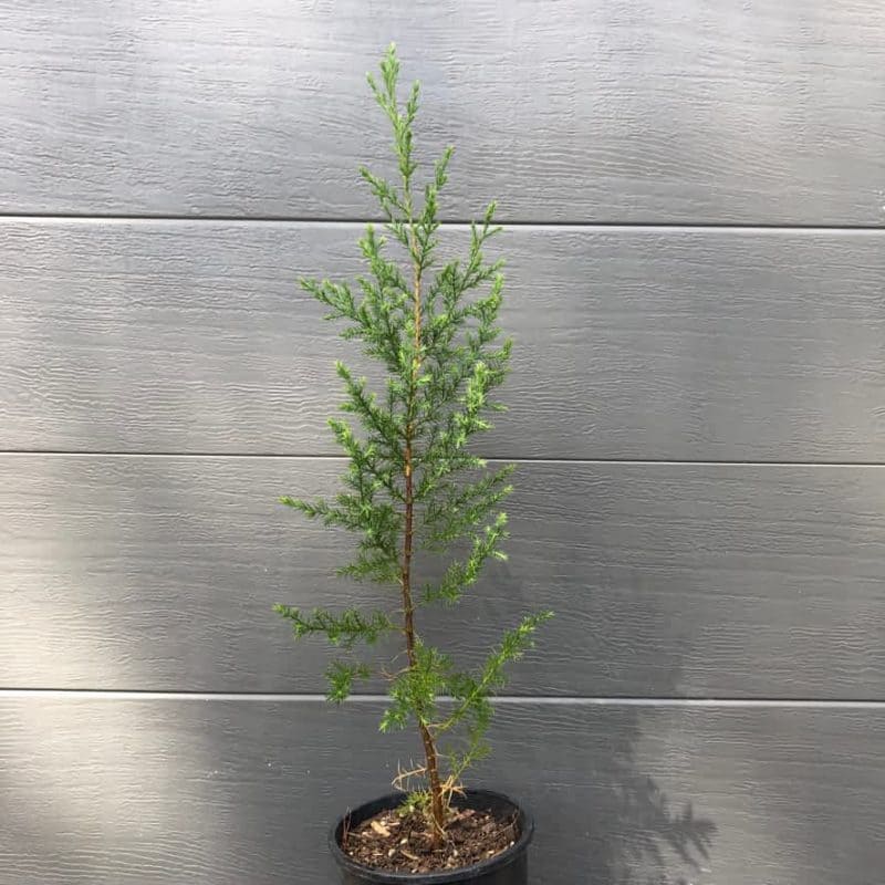 King Billy Pine | Sequoia Valley Farms