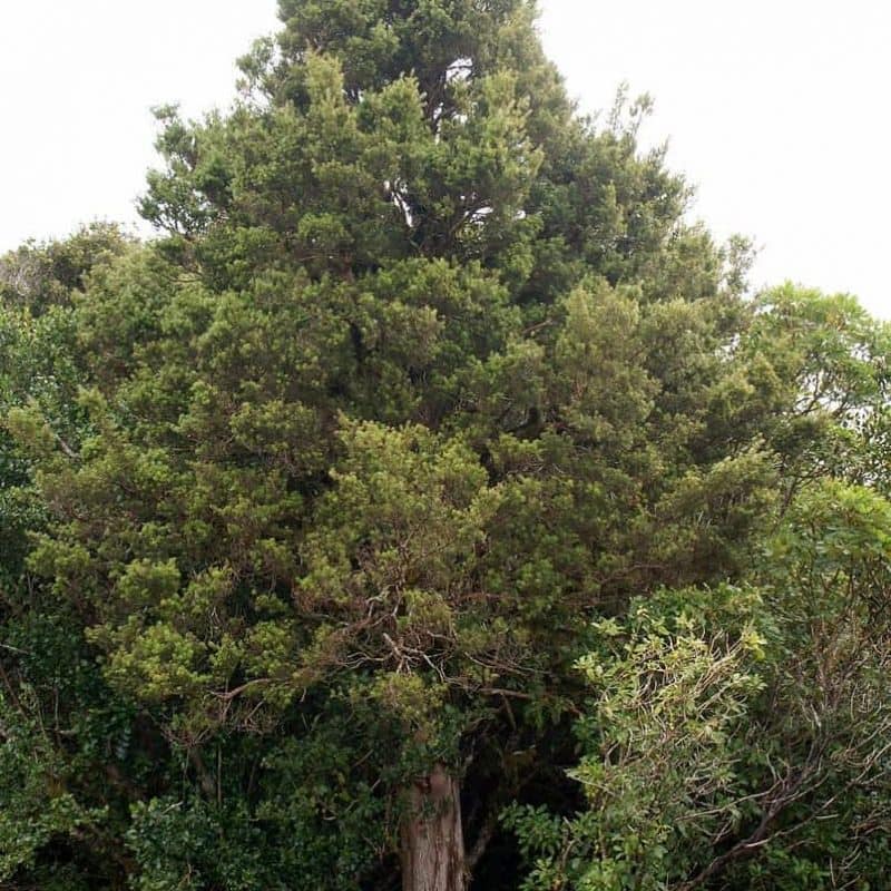 Australian Conifers | Sequoia Valley Farms