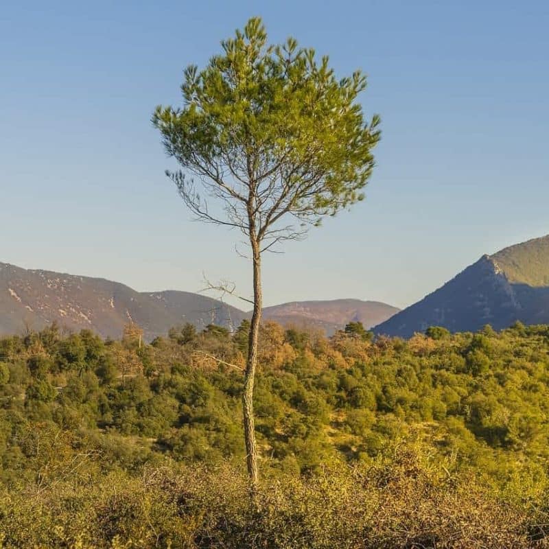 Conifers | Sequoia Valley Farms