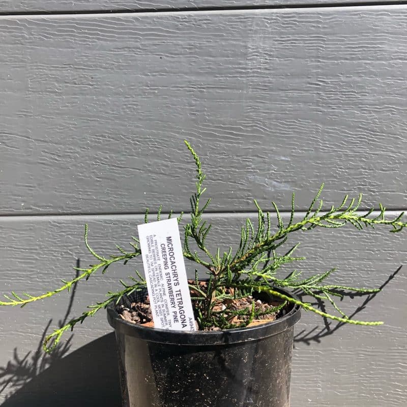 Australian Conifers | Sequoia Valley Farms