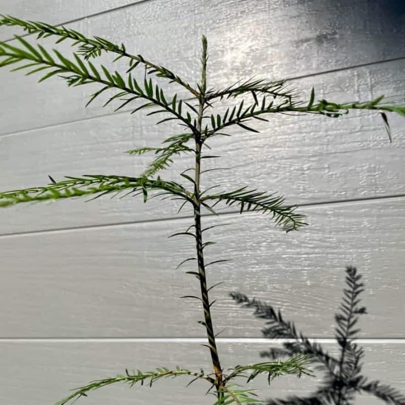 North American Conifers | Sequoia Valley Farms
