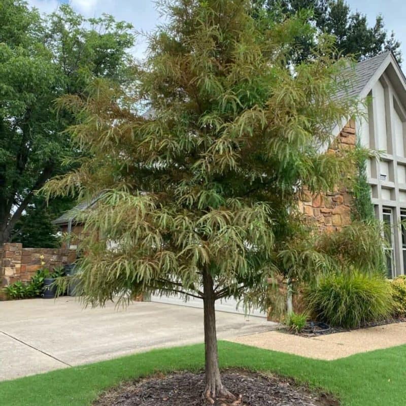 North American Conifers | Sequoia Valley Farms
