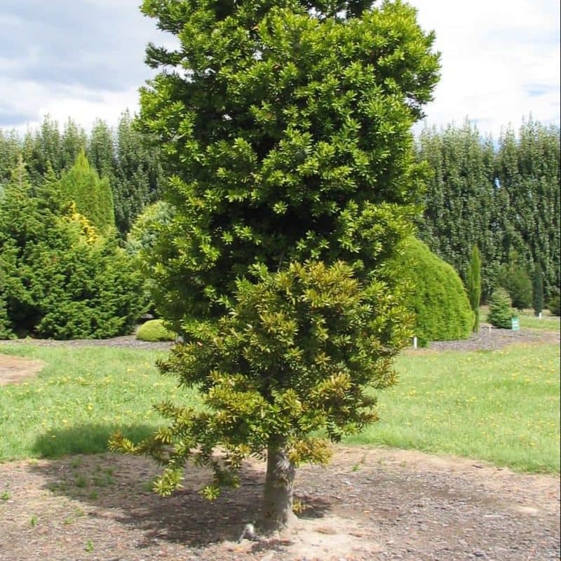 Bull Kauri Pine | Sequoia Valley Farms